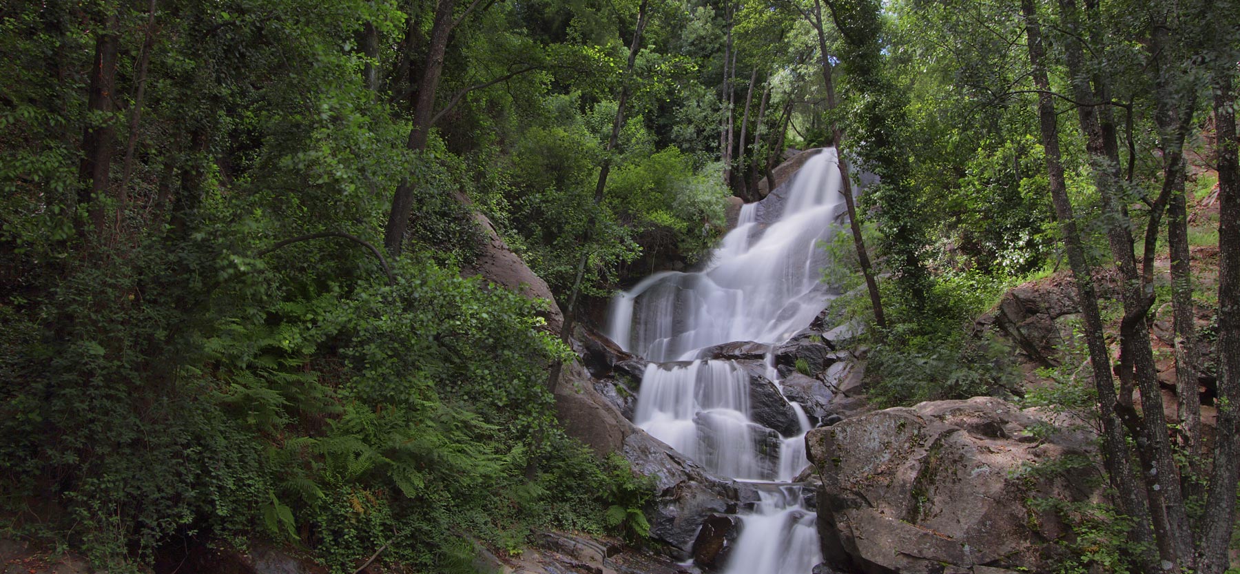 Guía visual interactiva de la vegetación de ribera española
